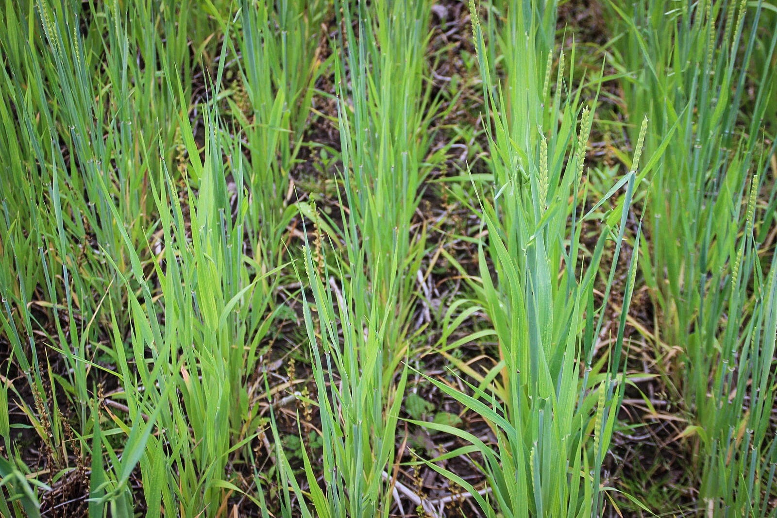 Hayden Spring Oats/Lavina Barley 50/50 – Drop-Tine Seed Co