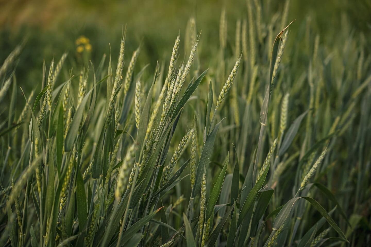 Ancient Grains™ Seed Blend for Wildlife™ - King Tut's Giant Grains for ...