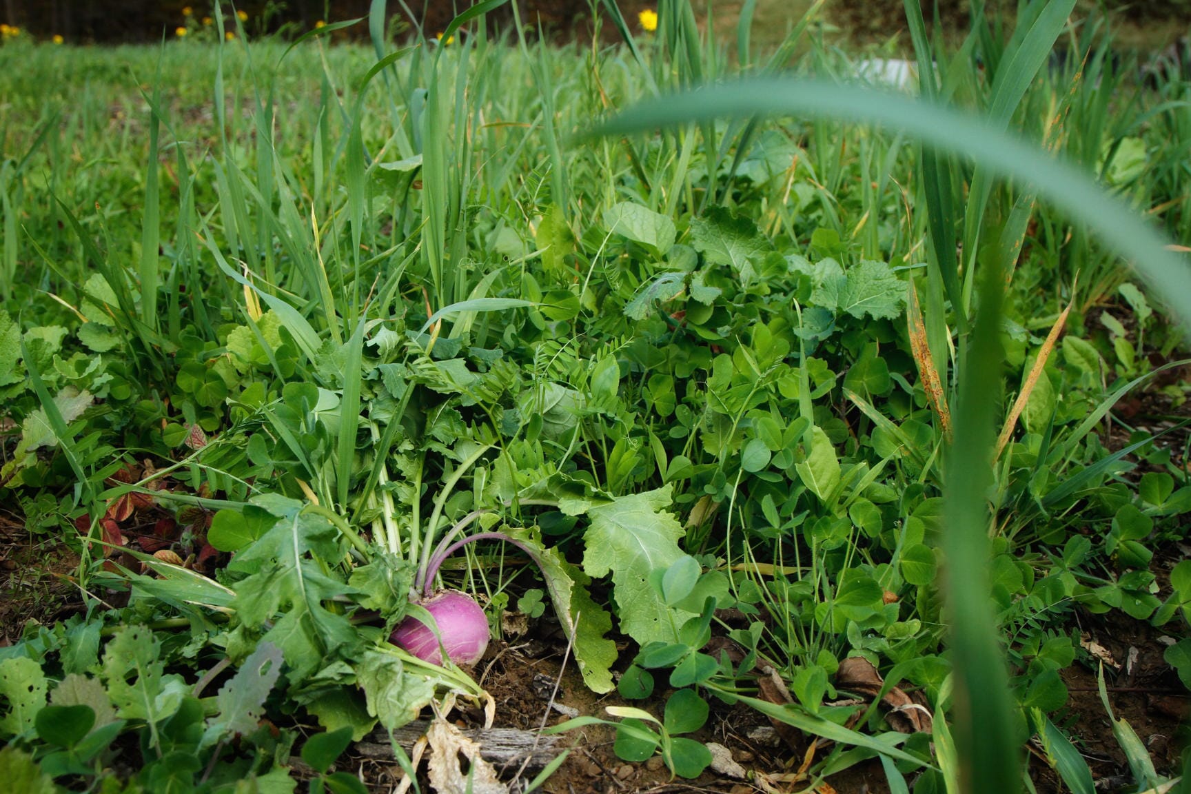 Fall Reload® – Drop-Tine Seed Co