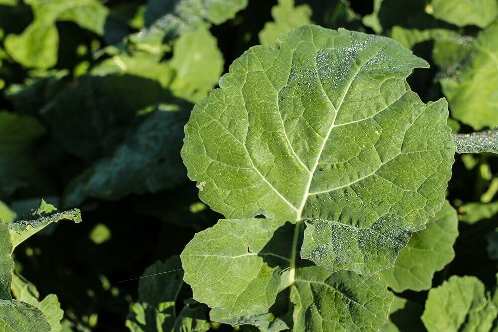 Fall Reload® – Drop-Tine Seed Co