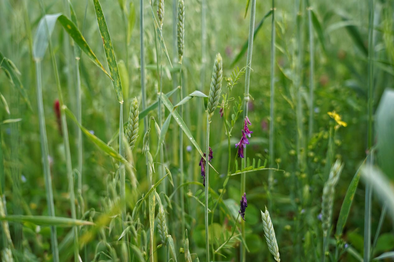 Spring Reload™ – Drop-Tine Seed Co